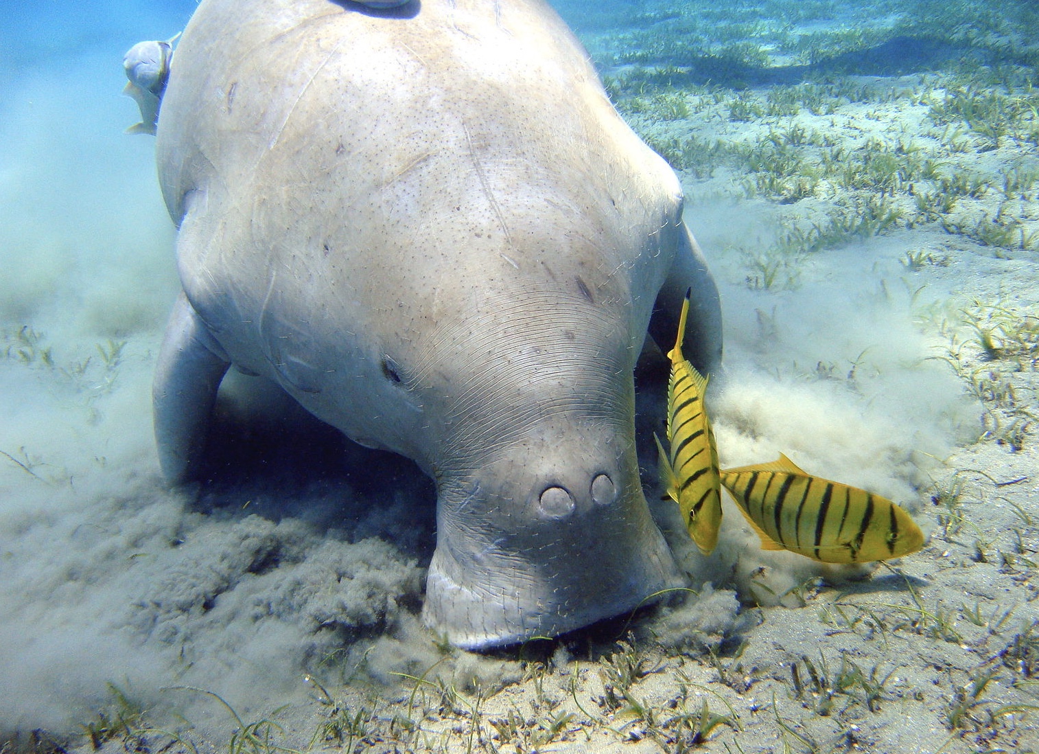 November is Manatee Awareness Month: What SeaWorld is Doing to Help