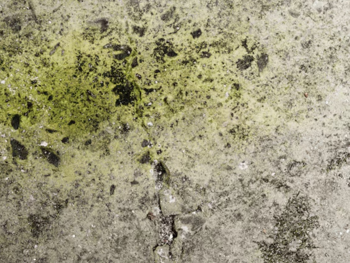 5 Tips on How to Prevent Mold Growth after Flood Damage